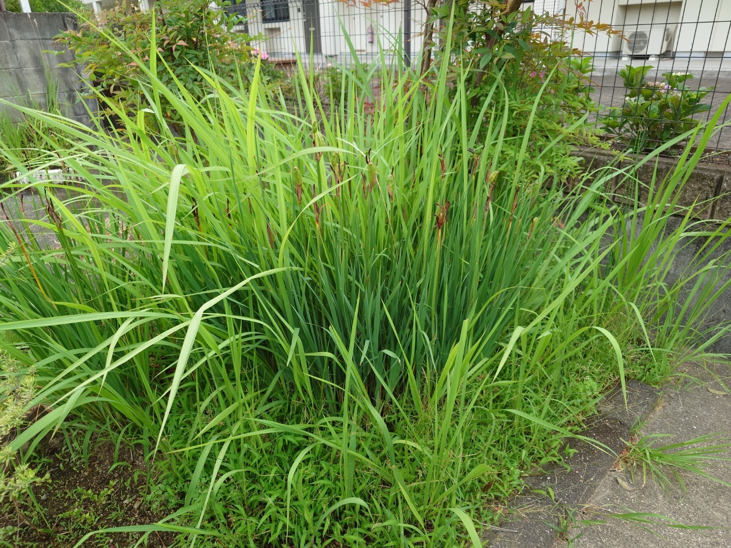 今日の庭: 花のある暮らし
