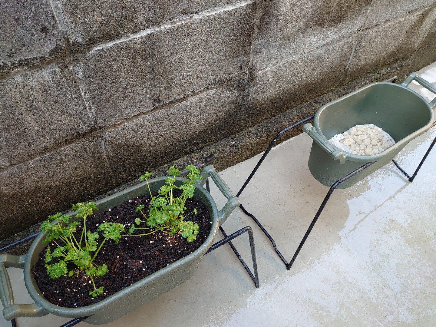 紫陽花／パセリ: 花のある暮らし